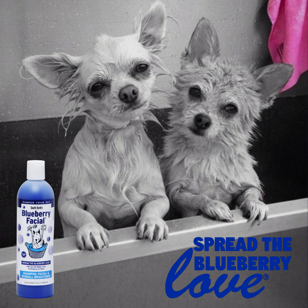 Original Blueberry Facial® | South Bark™